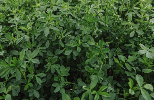 Home | America's Alfalfa